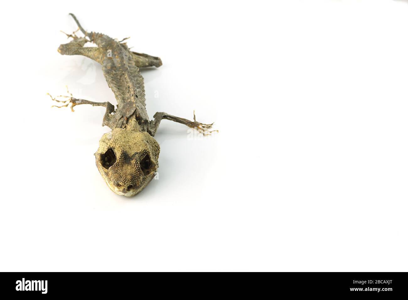 Dead gecko on white hi-res stock photography and images - Alamy