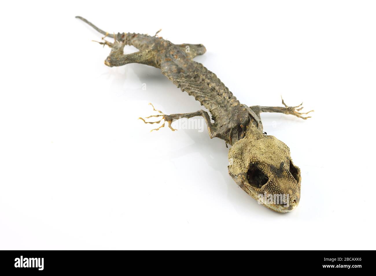 Dead gecko on white hi-res stock photography and images - Alamy
