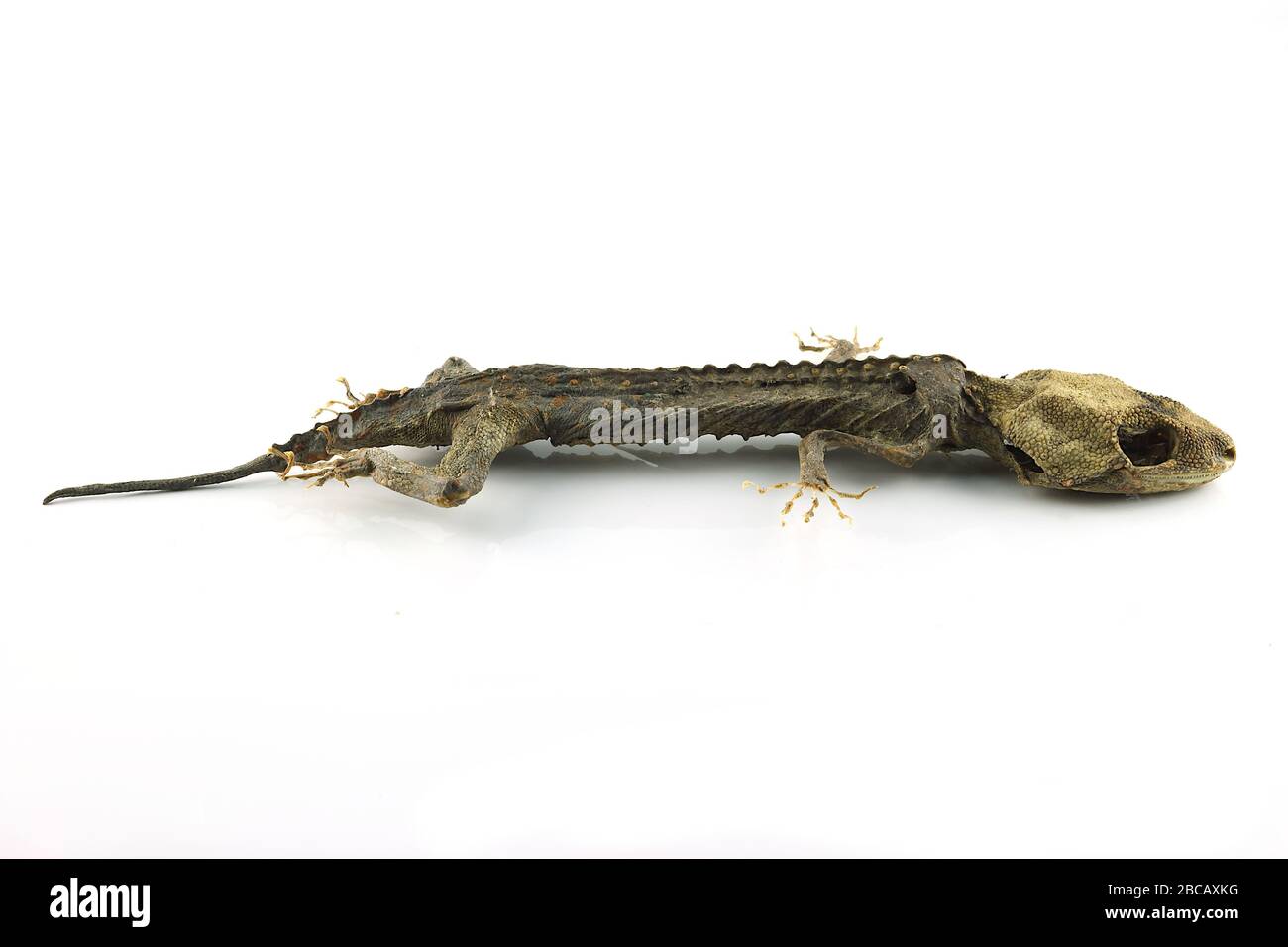 Dead gecko on white hi-res stock photography and images - Alamy