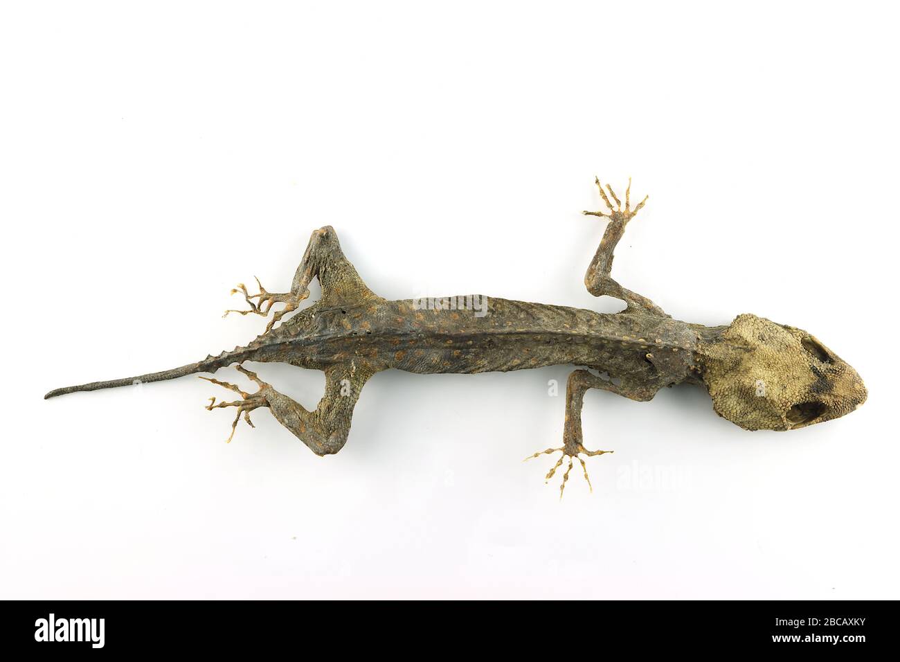 Cool gecko Cut Out Stock Images & Pictures - Alamy