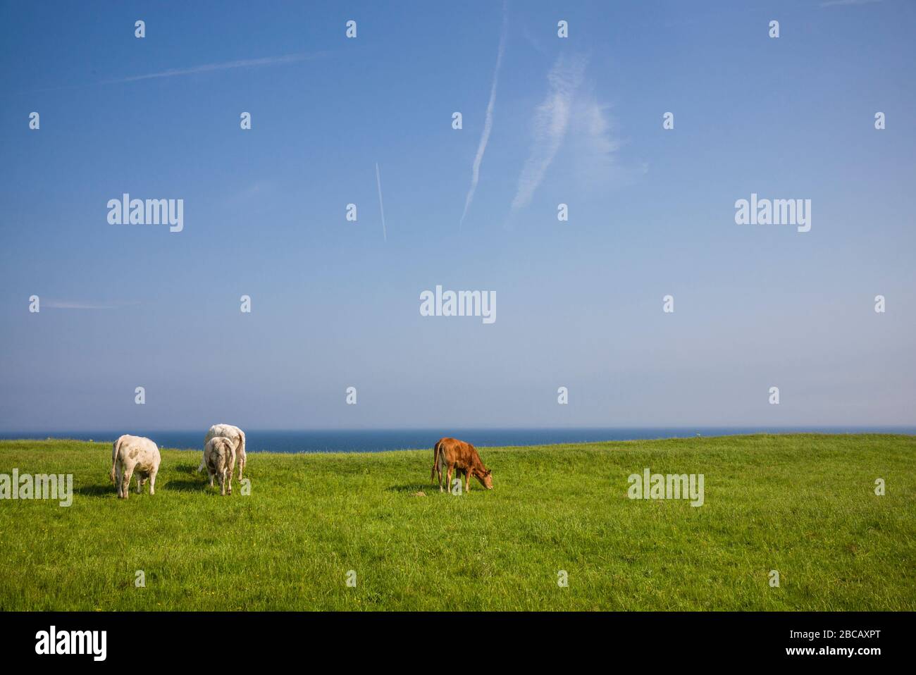 Swedish cows hi-res stock photography and images - Alamy