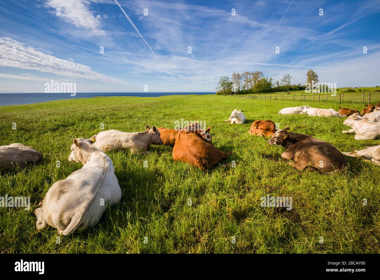 Swedish cows hi-res stock photography and images - Alamy