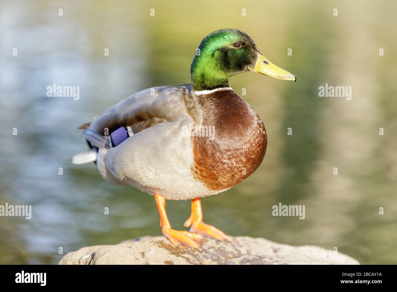 Mallard green iridescent plumage hi-res stock photography and images ...