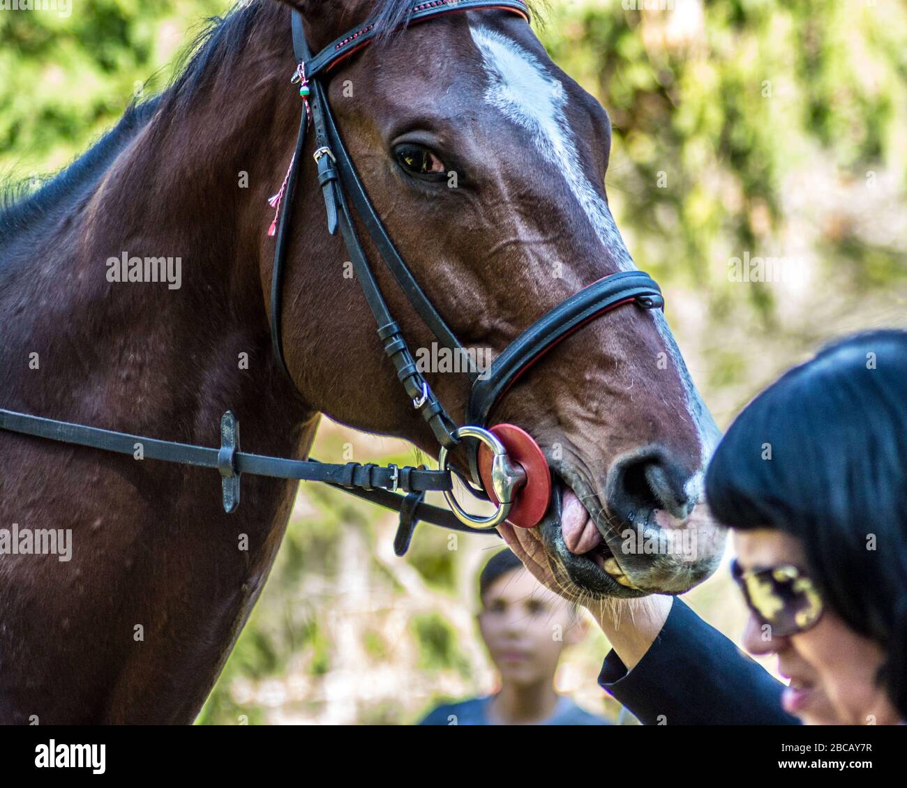 domestic horse in harness, animal portrait close-up Stock Photo - Alamy