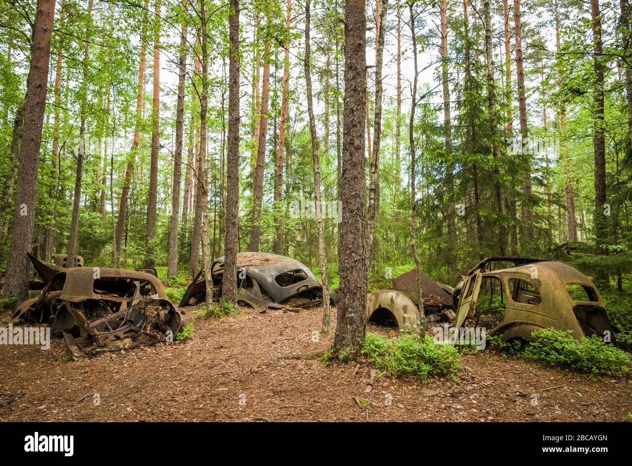 Sweden, Smaland, Ryd, Kyrko Mosse Car Cemetery, former junkyard now pubic park, junked cars ...