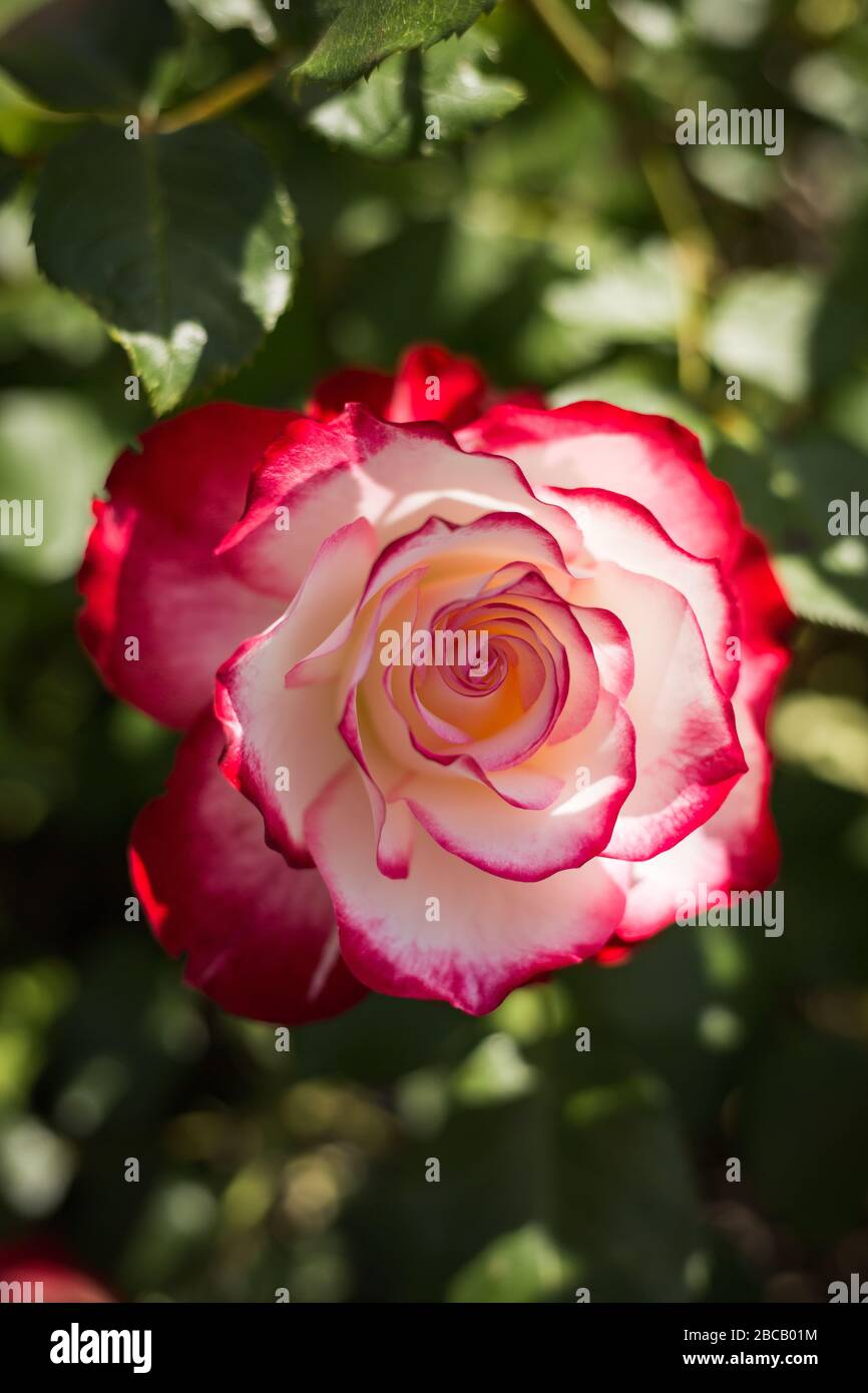 White Roses With Red Tips Name