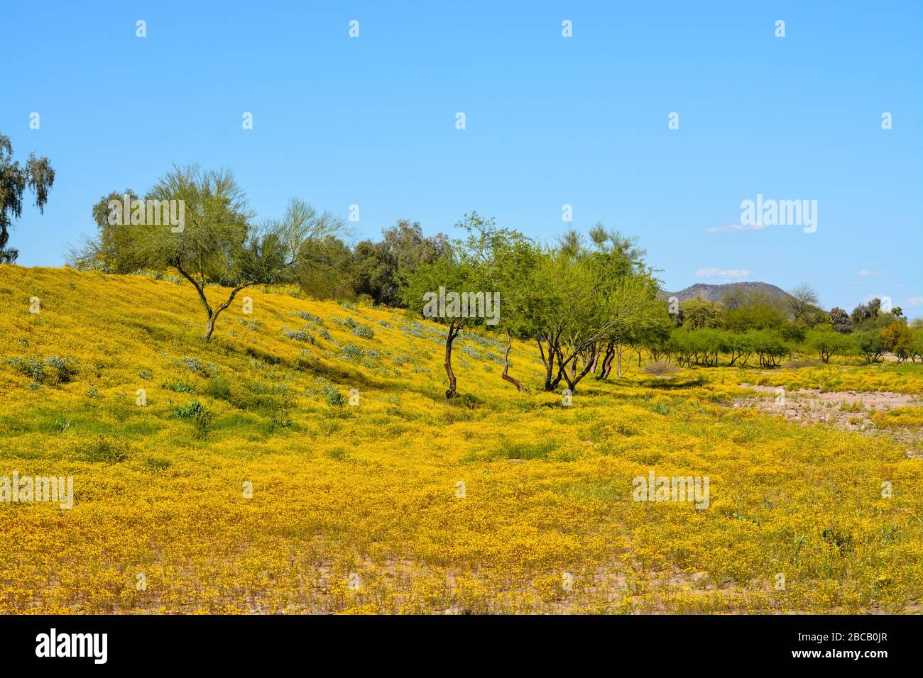 Beautiful Yellow Wildflowers in Skunk Creek Wash and Trail in Glendale ...