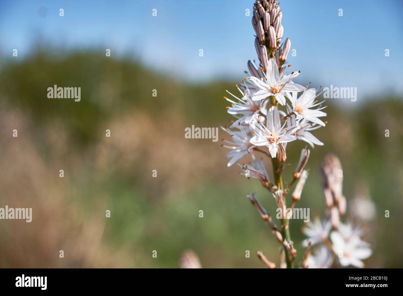 White flowered asphodel hi-res stock photography and images - Alamy
