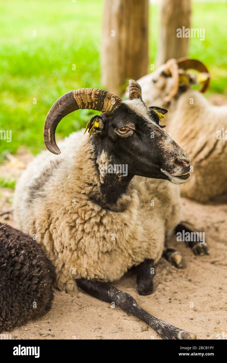 Goat sweden hi-res stock photography and images - Alamy