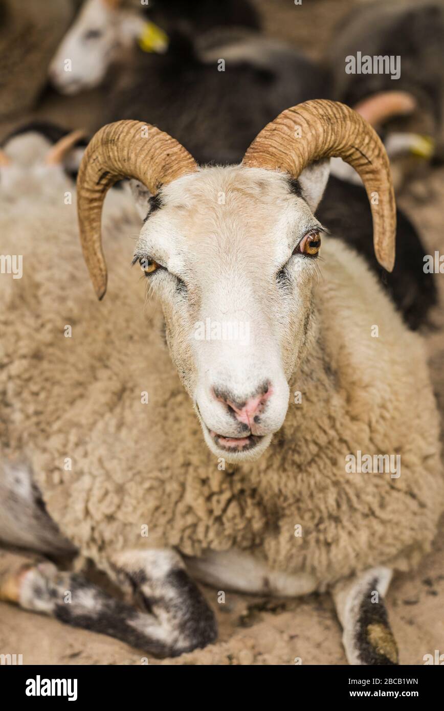 Goat sweden hi-res stock photography and images - Alamy