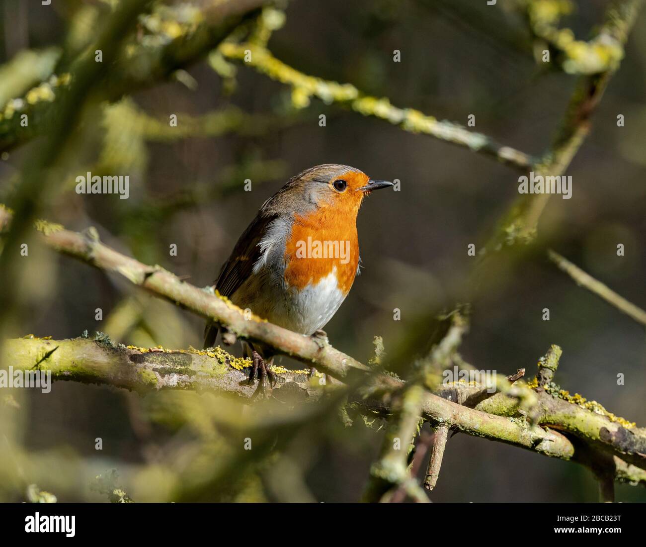 Robin posing in the wild Stock Photo - Alamy