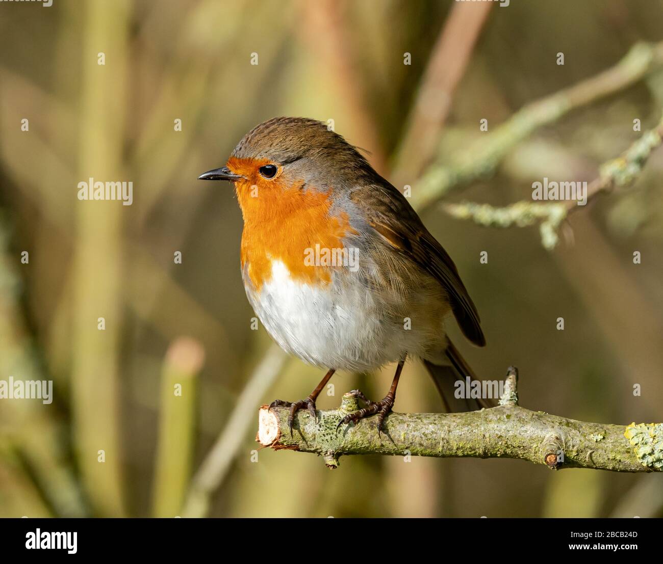 Robin posing hi-res stock photography and images - Alamy