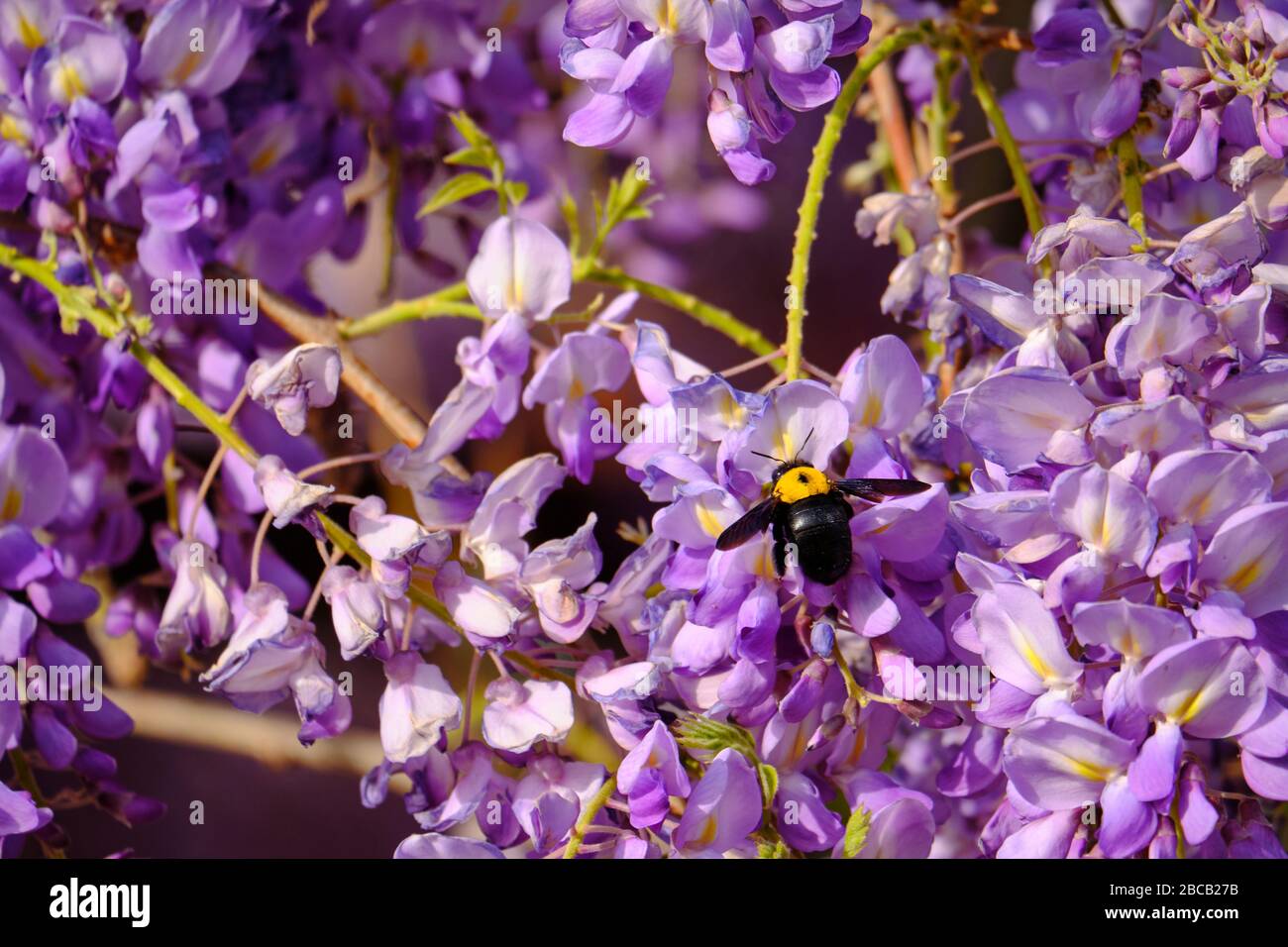 Bumblebee gathers a nectar from flowers of Wisteria sinensis or Chinese ...