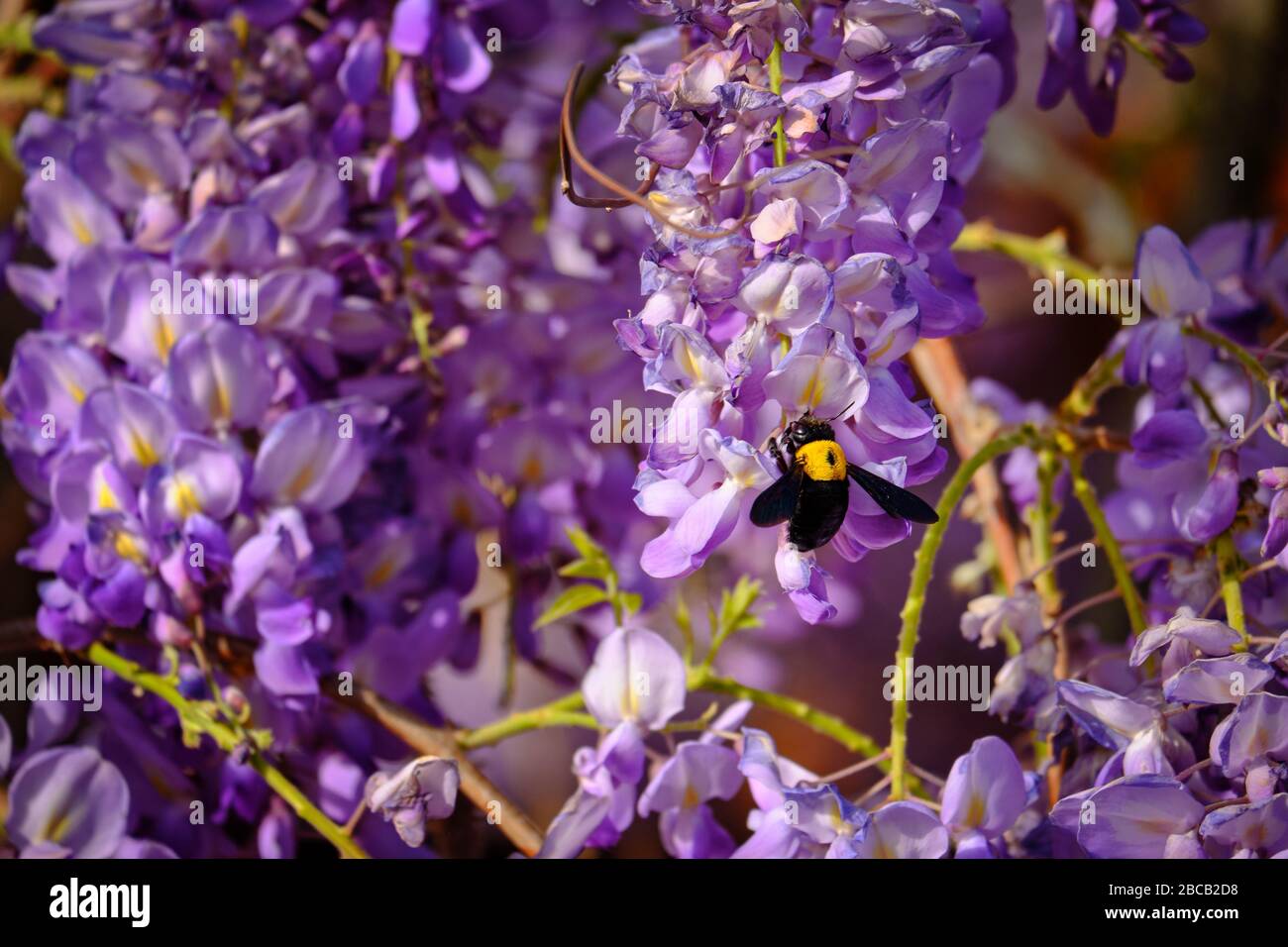 Bumblebee gathers a nectar from flowers of Wisteria sinensis or Chinese ...