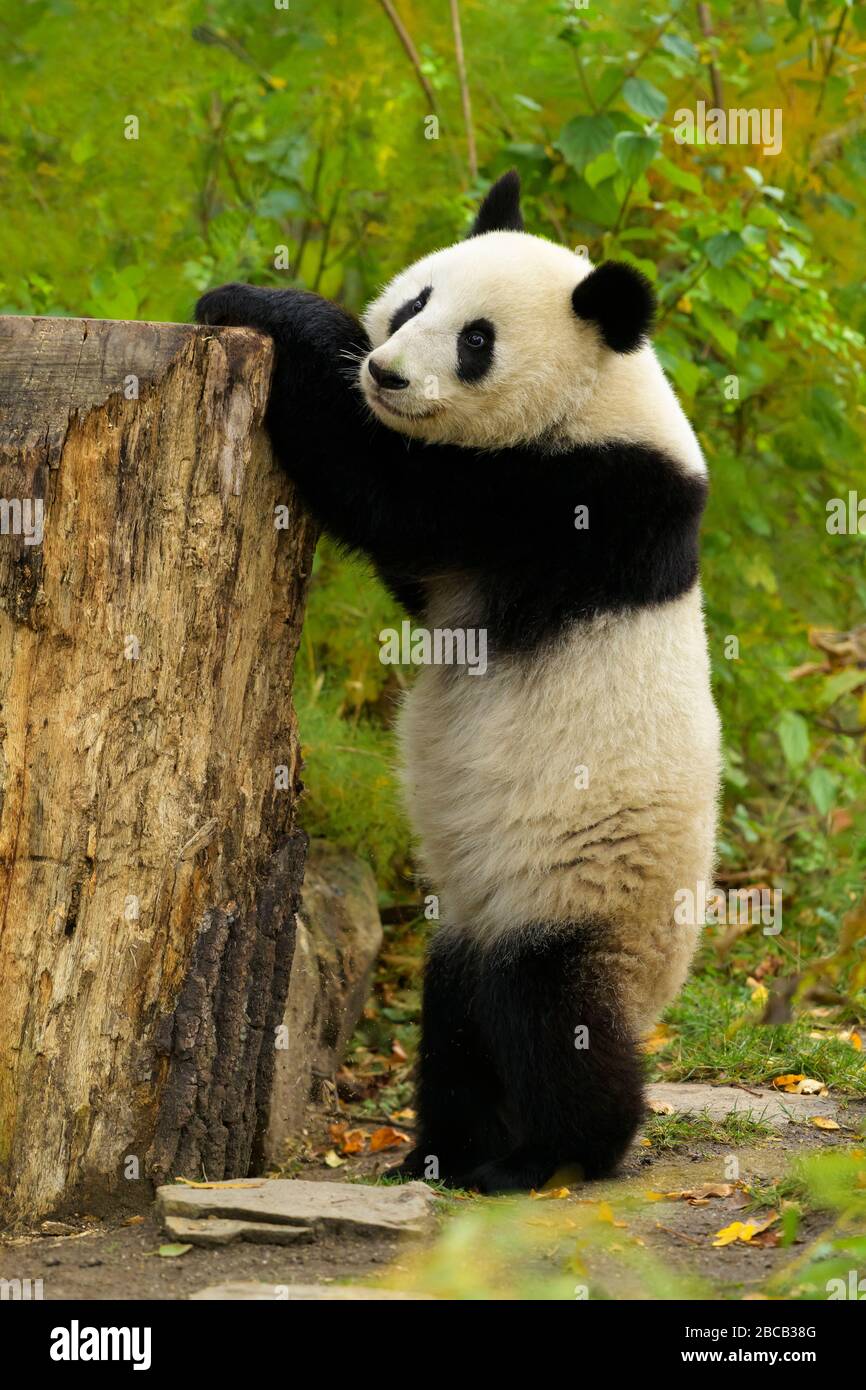 Panda standing tree hi-res stock photography and images - Alamy