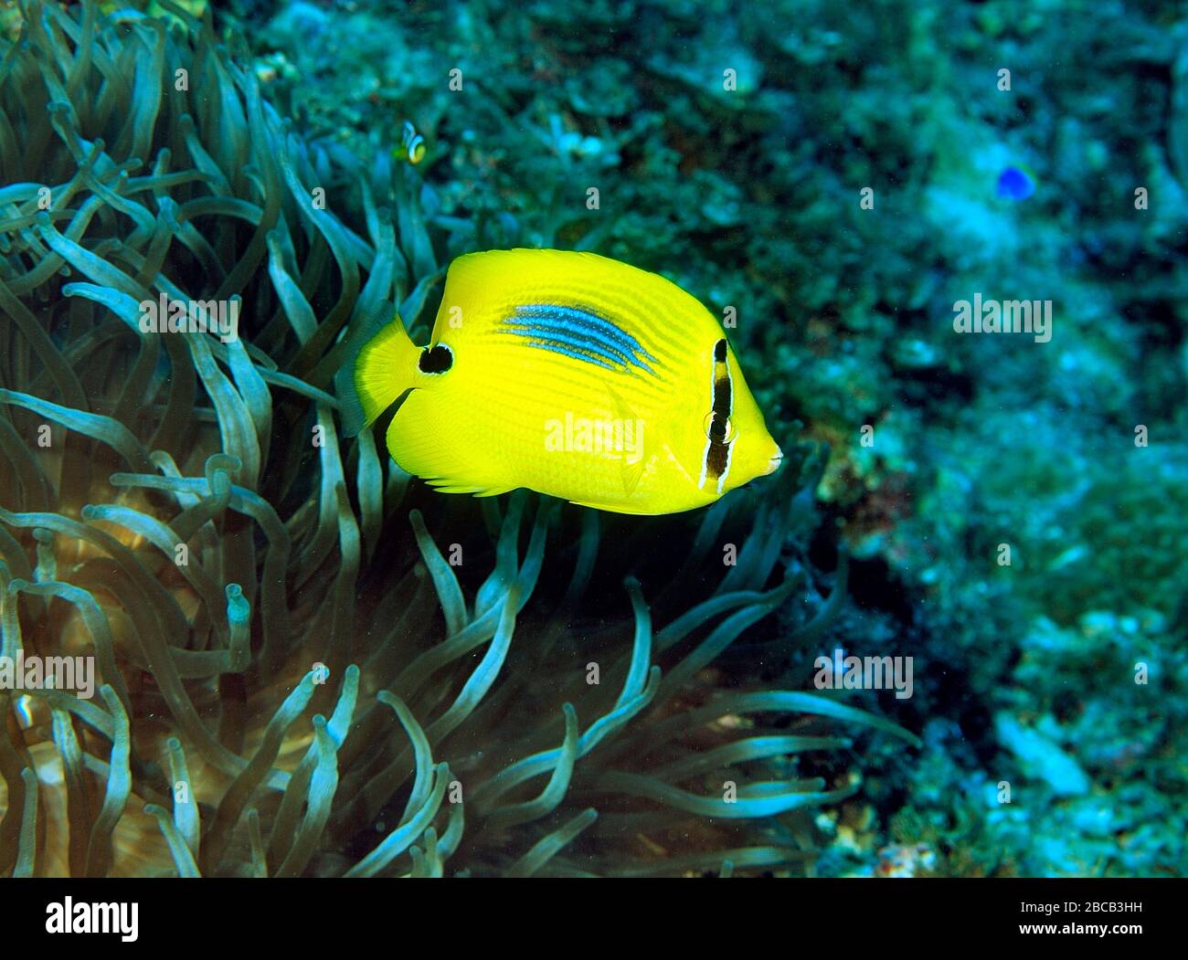 Corallivores High Resolution Stock Photography and Images - Alamy