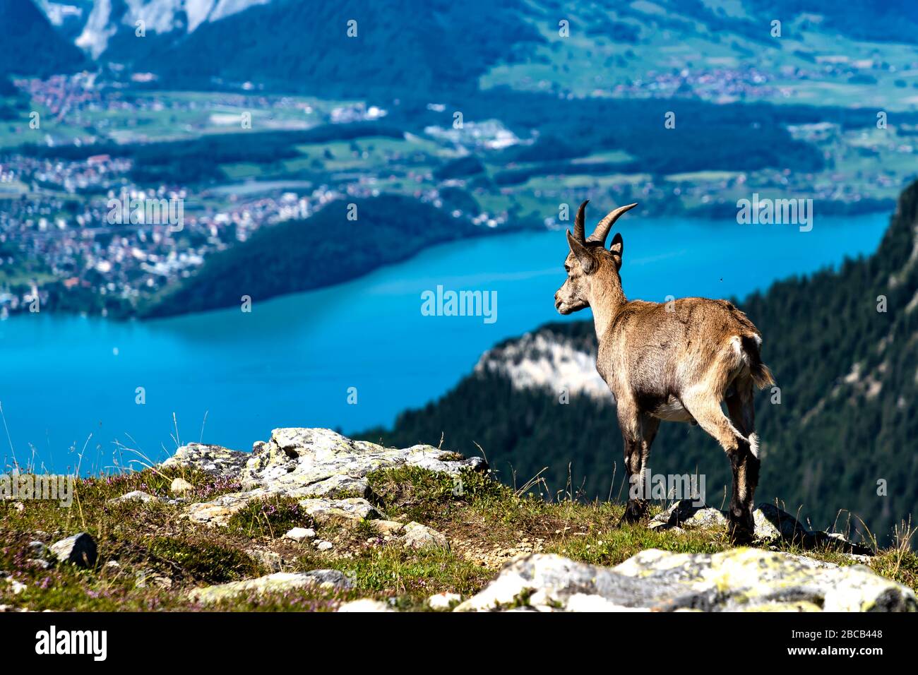 A young ibex enjoys the view of Lake Thun Stock Photo - Alamy
