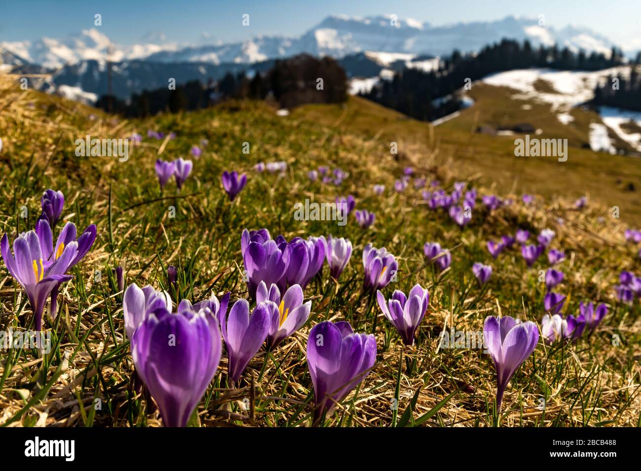 Crocus meadow in the Emmental Stock Photo - Alamy