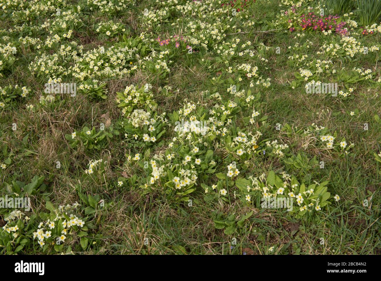 Wild primrose hi-res stock photography and images - Alamy