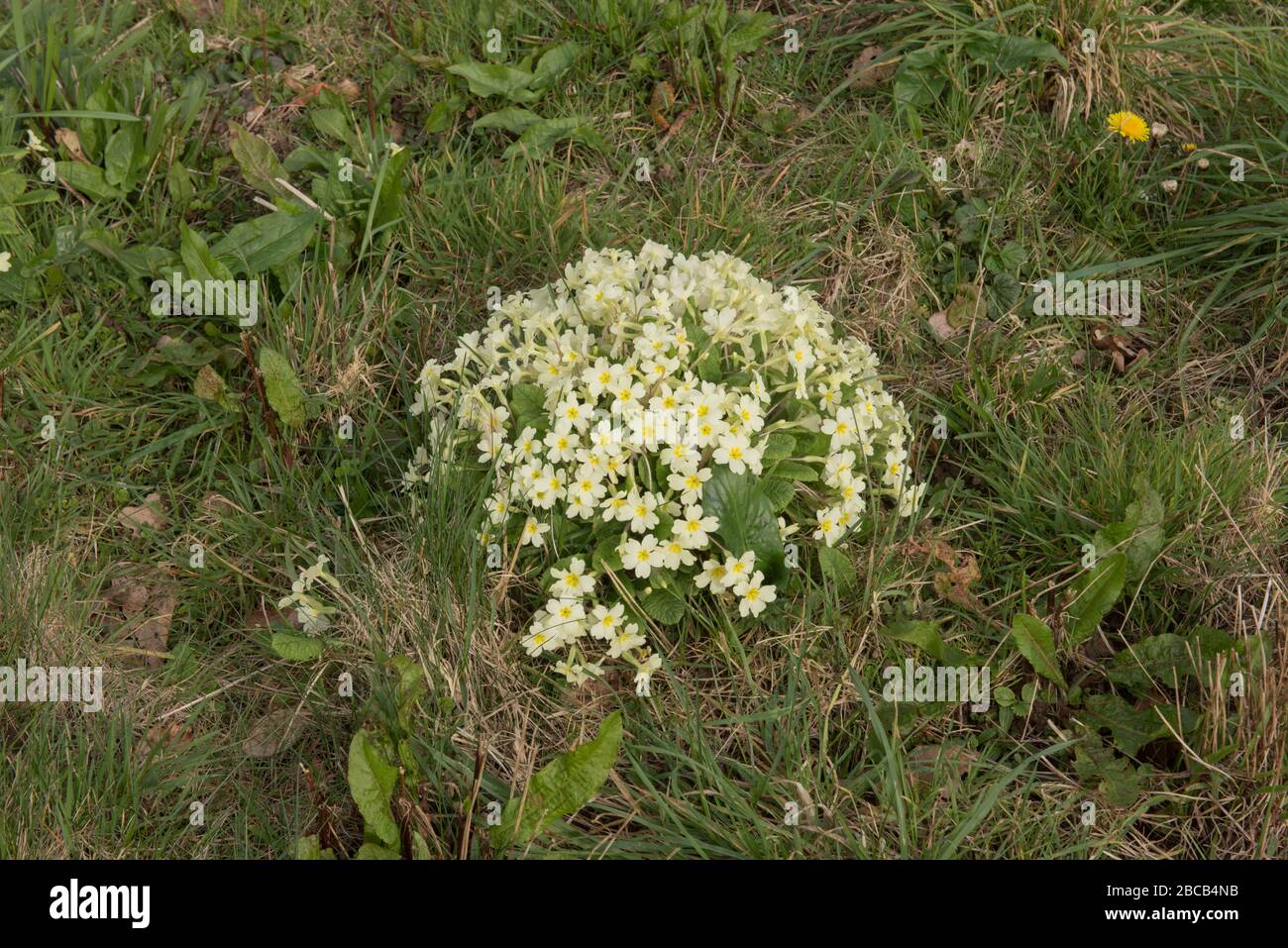 Wild primrose hi-res stock photography and images - Alamy