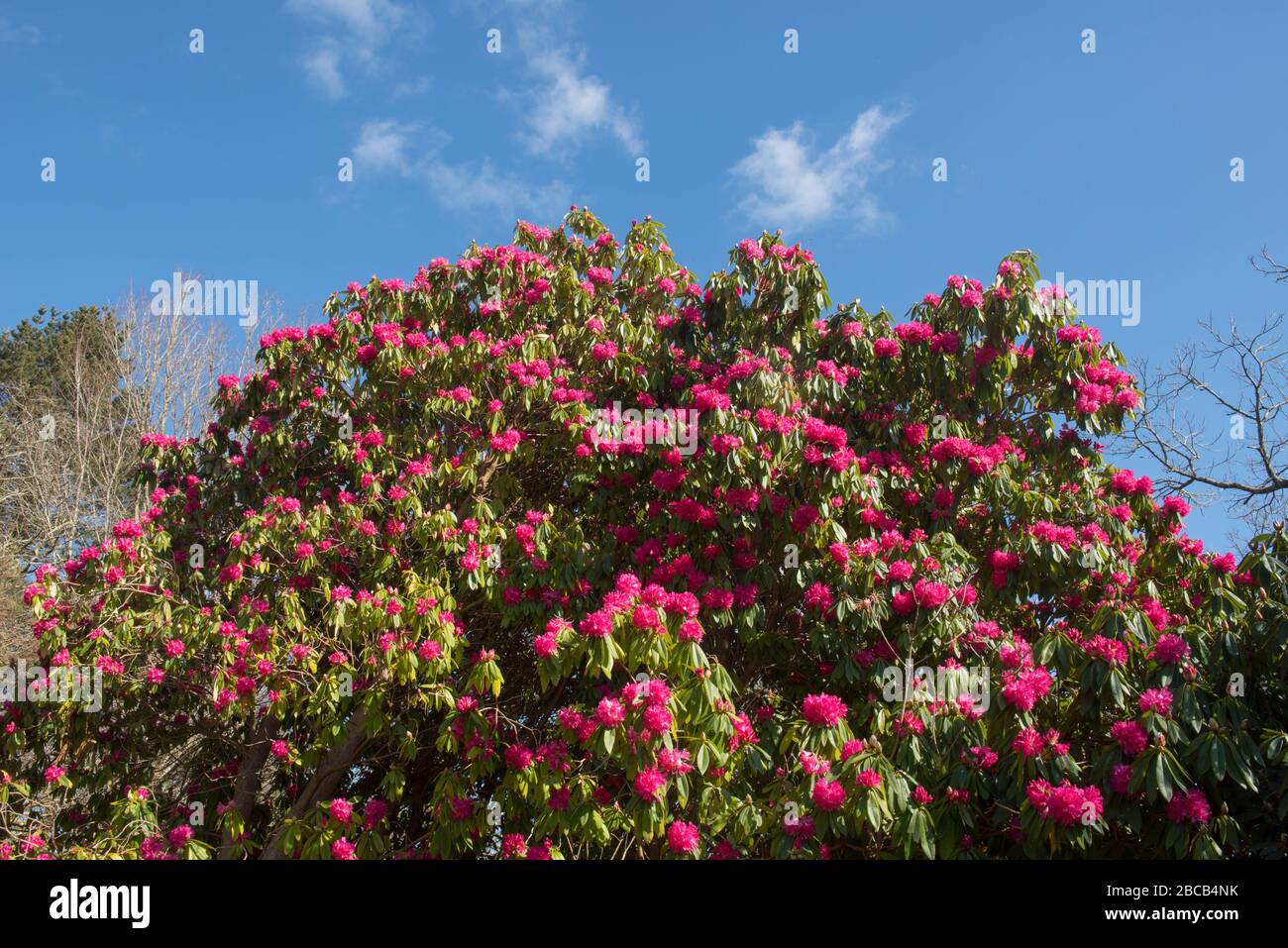 Spring Flowering Bright Red Rhododendron Shrub with a Bright Blue Sky ...