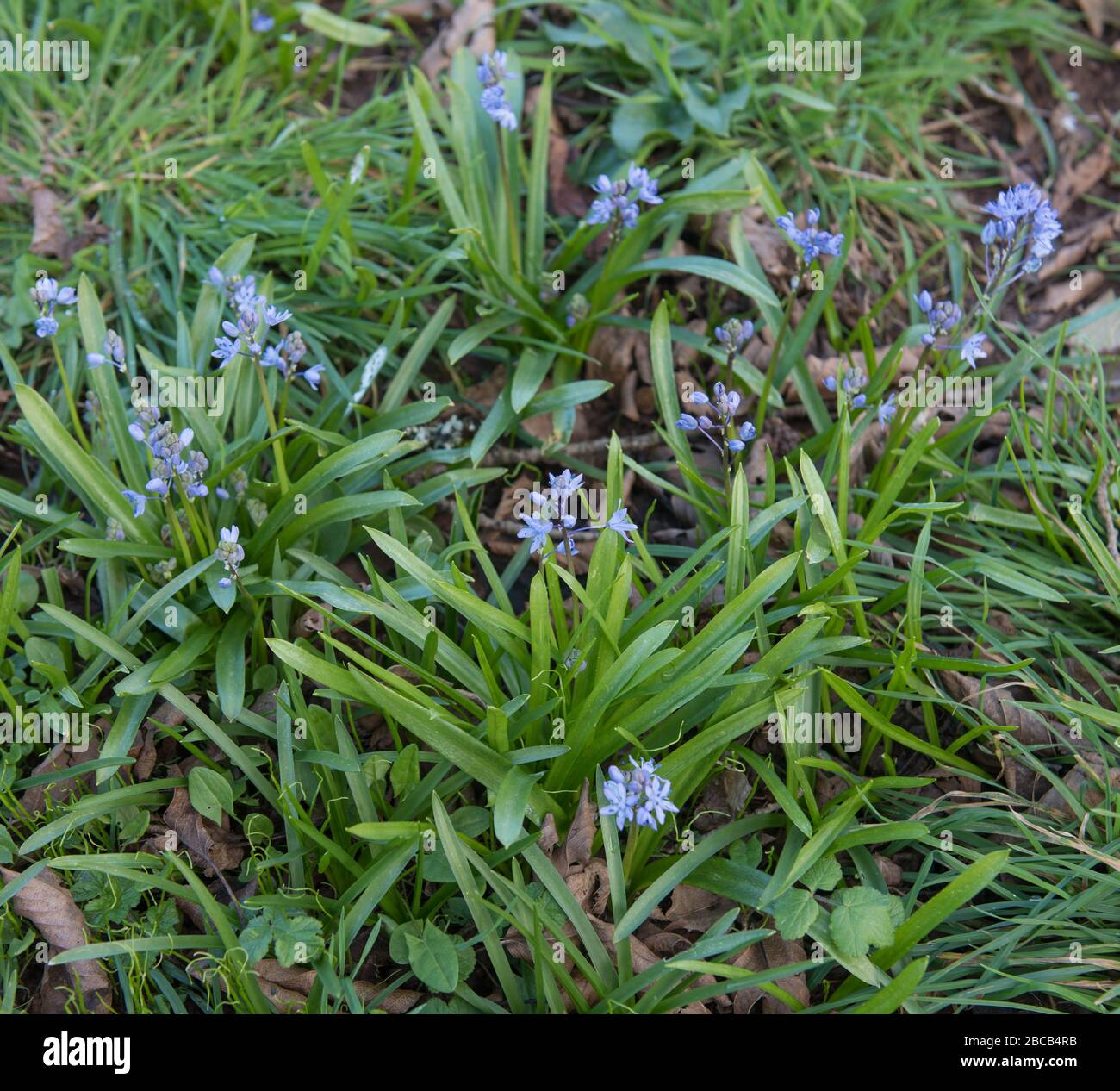 Spring Flowering Wood or Siberian Squill Flowers (Scilla Siberica ...