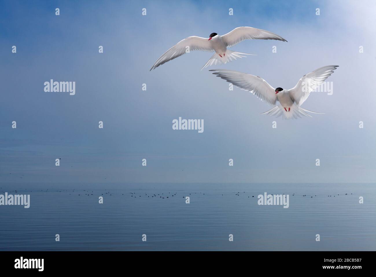 Common tern in migration in the sky during spring. Seaside activity ...