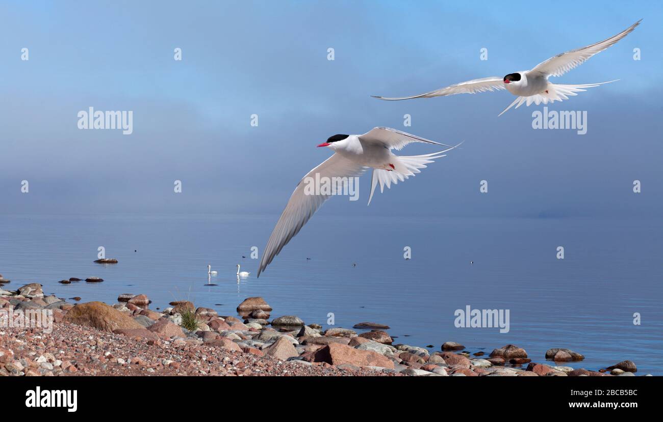 Common tern in migration in the sky during spring. Seaside activity ...