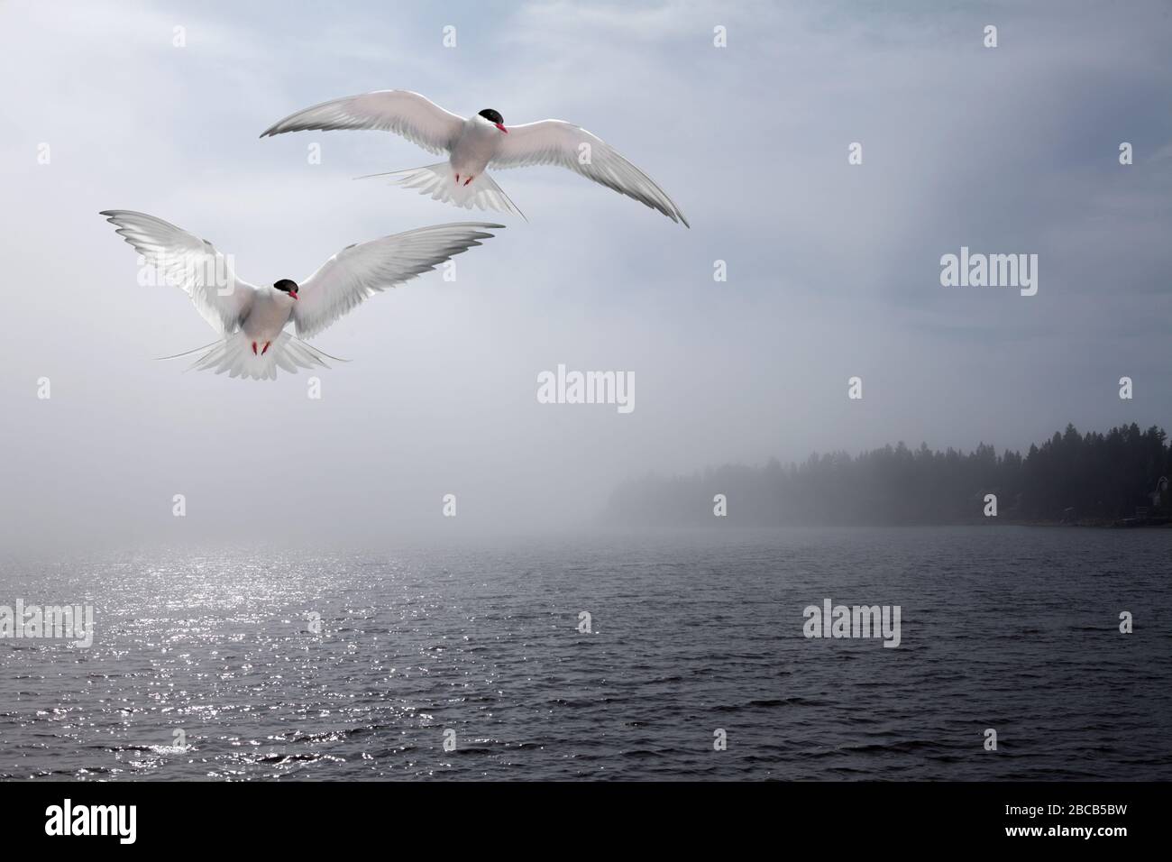 Common tern in migration in the sky during spring. Seaside activity ...