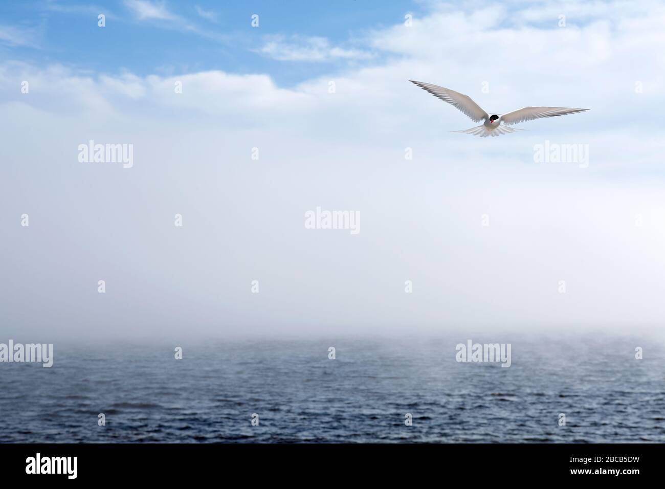Common tern in migration in the sky during spring. Seaside activity ...
