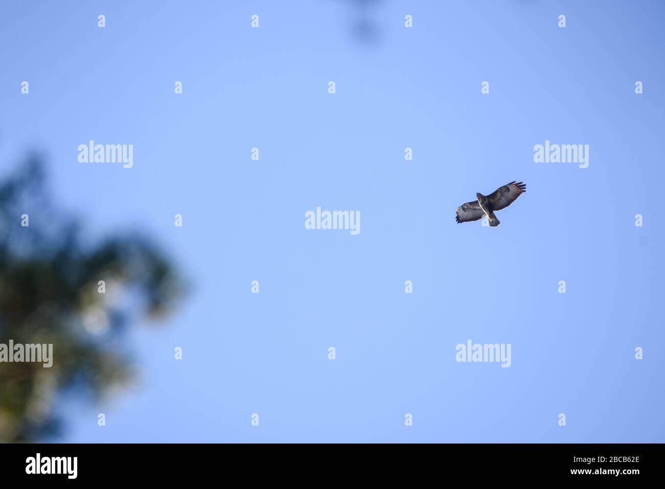 Buzzard flies above trees hi-res stock photography and images - Alamy