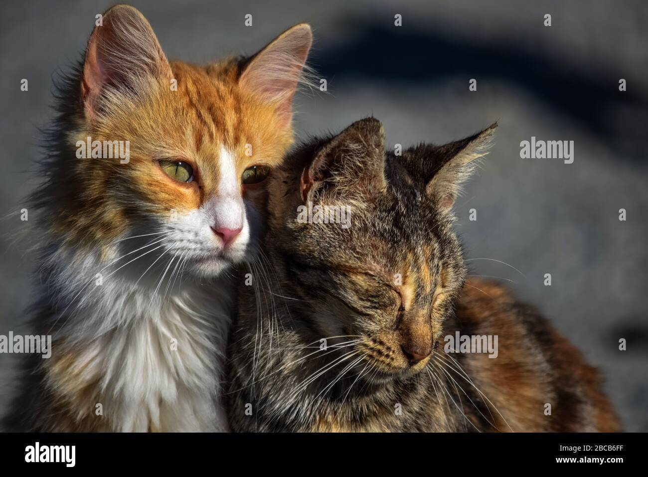 The cat is beautiful, colorful and friendly to everyone Stock Photo - Alamy