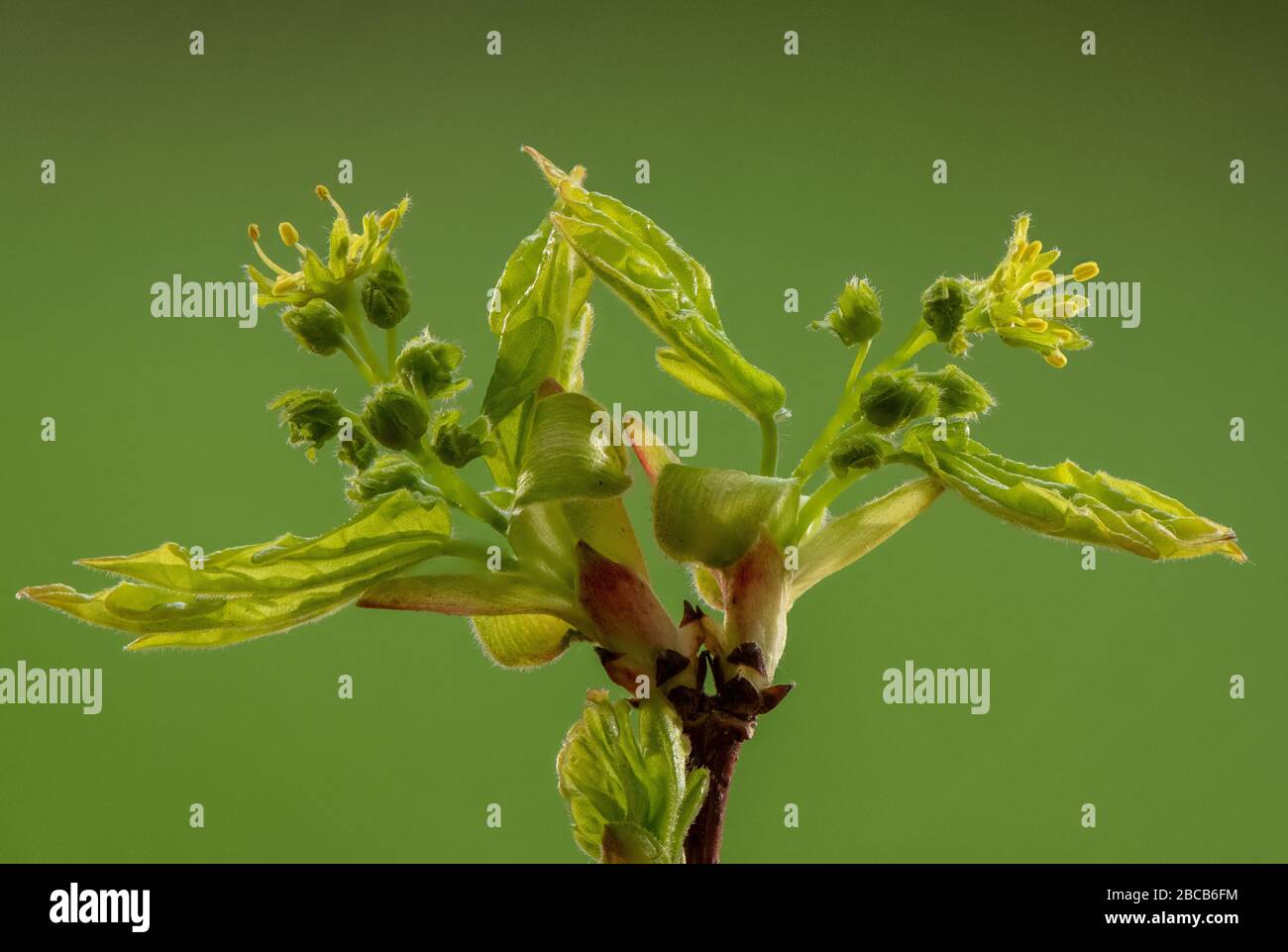 Field maple, Acer campestre, in early spring as the flowers open and ...