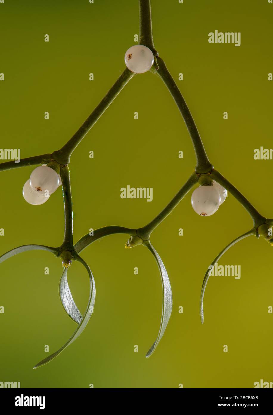 Female plant of Mistletoe, Viscum album, on apple, with berries, in ...