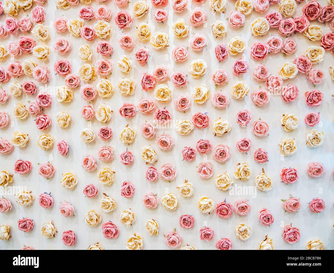A Wall of roses background Stock Photo - Alamy