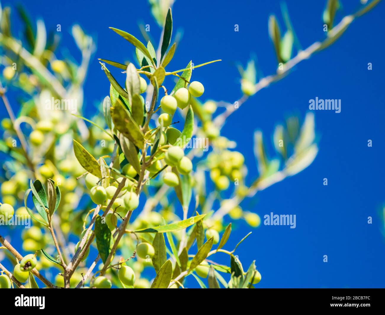 olive, tree, nature, green, agriculture, plant, mediterranean, food ...