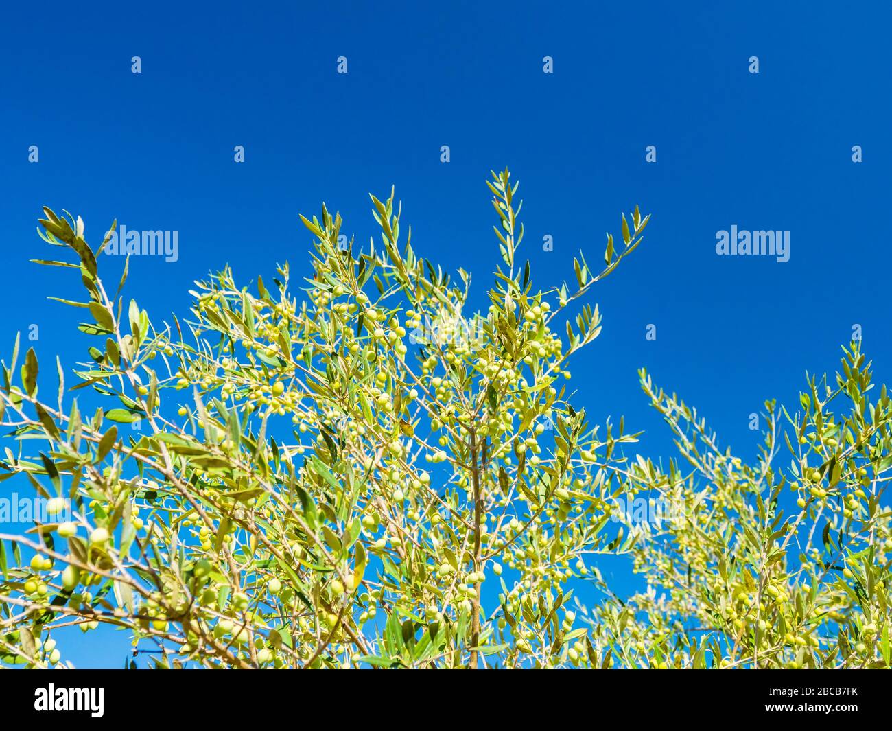 olive, tree, nature, green, agriculture, plant, mediterranean, food ...