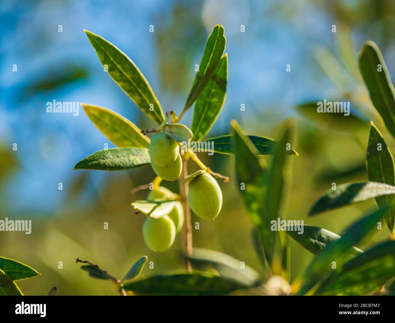 olive, tree, nature, green, agriculture, plant, mediterranean, food ...