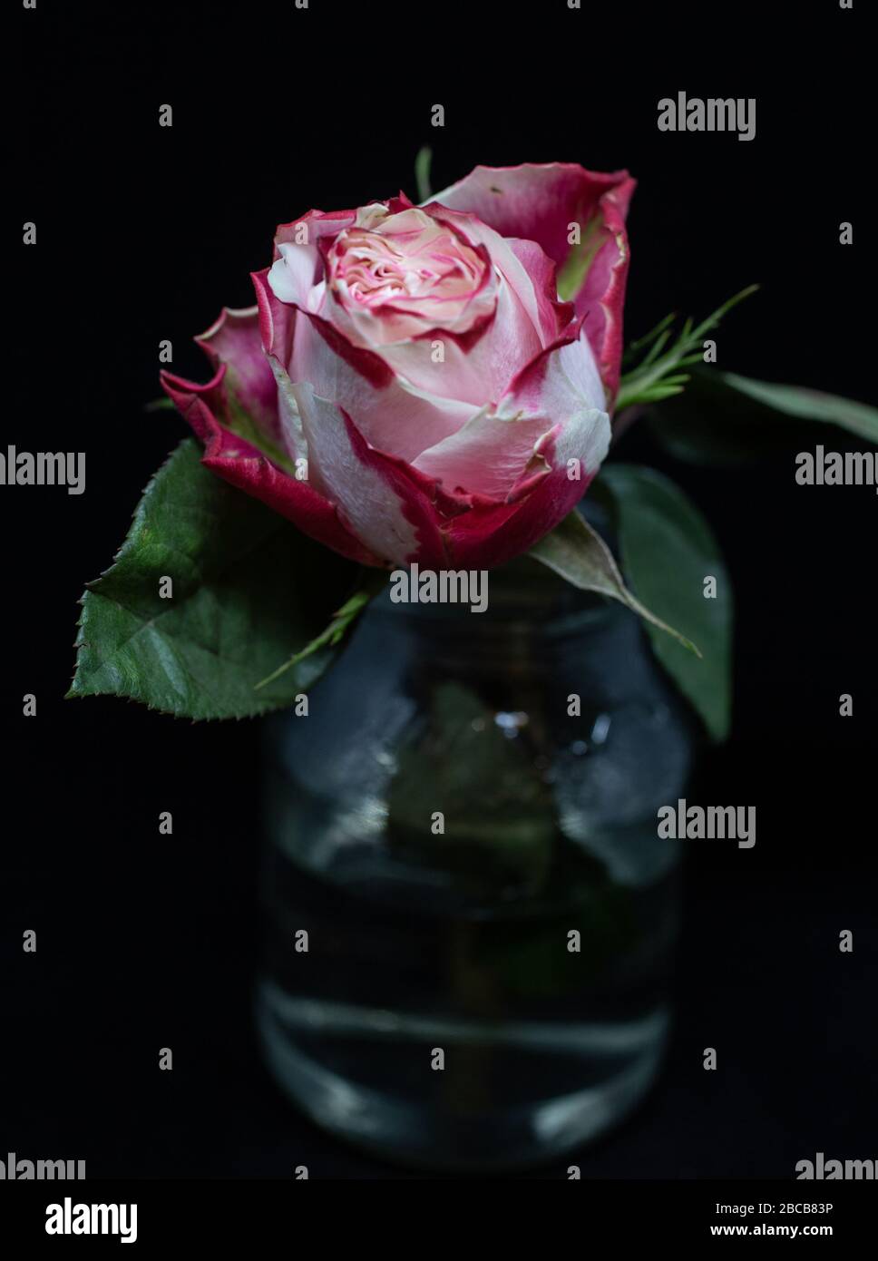 Blumbenprojekt hi-res stock photography and images - Alamy