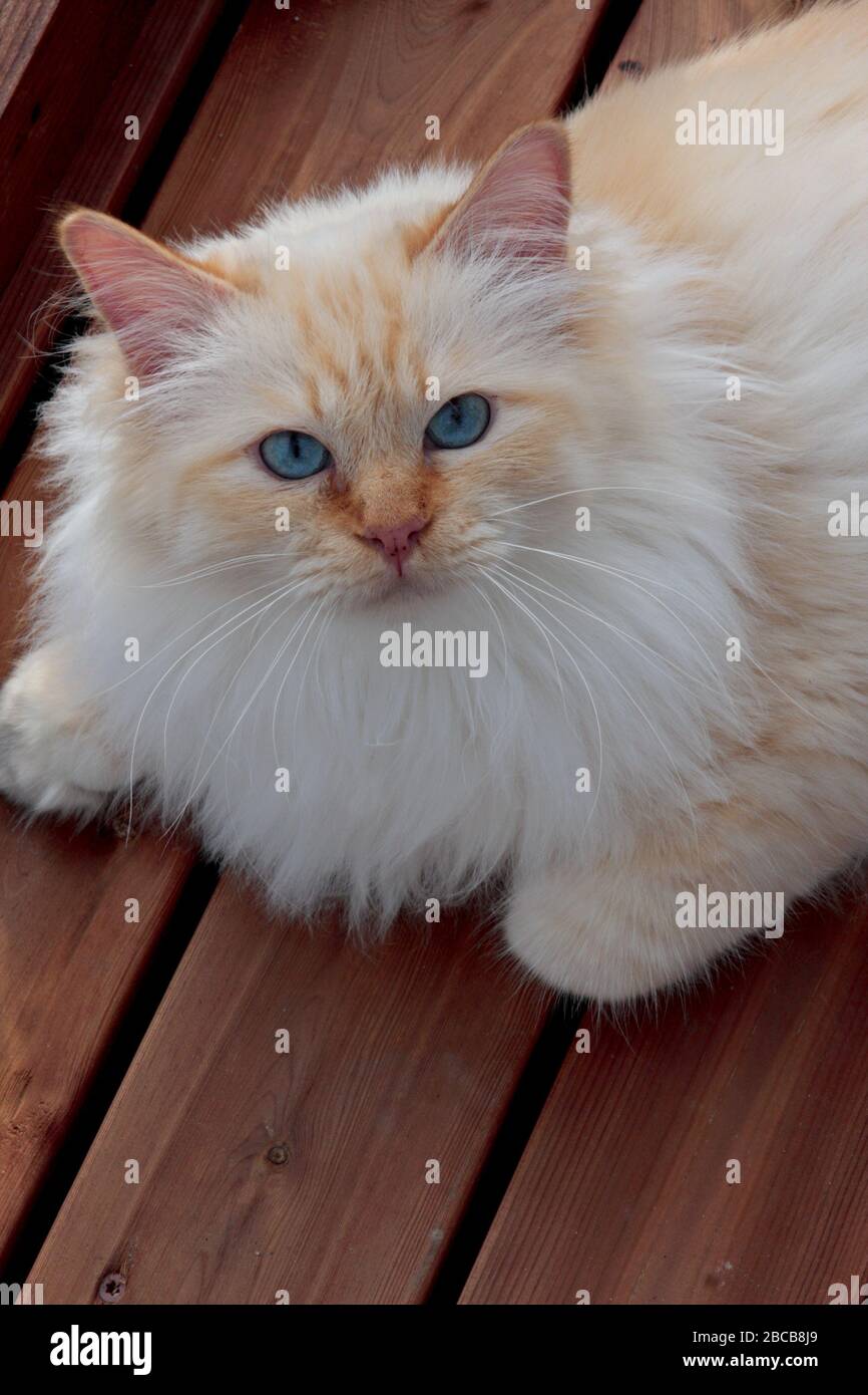 The sacred cat of burma hi-res stock photography and images - Alamy