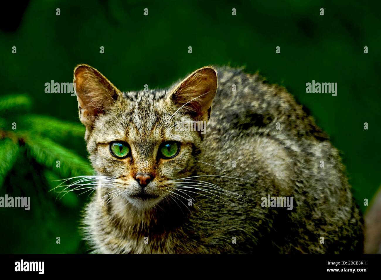 Troll cat hi-res stock photography and images - Alamy