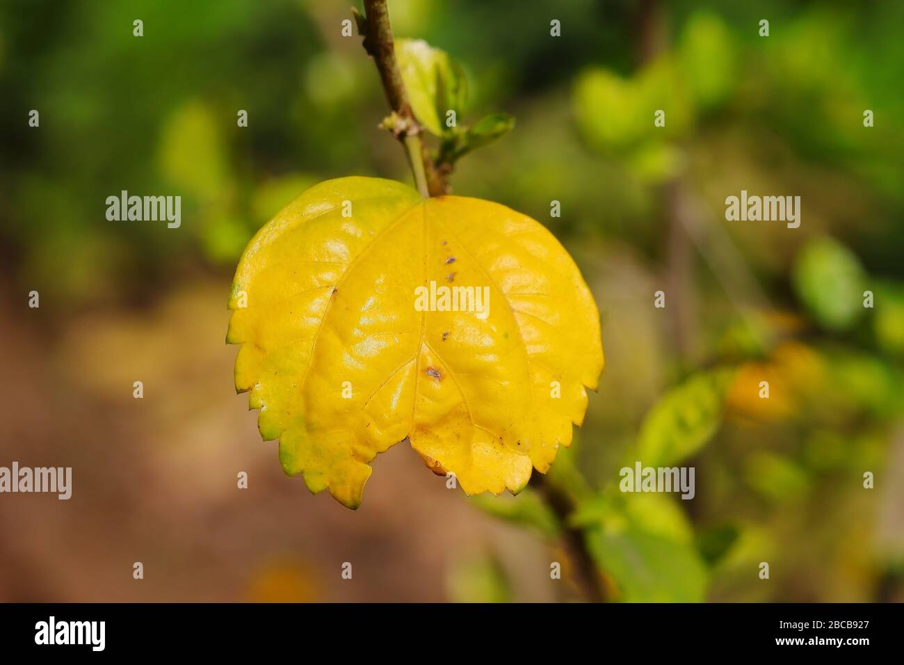 autumn leaf of hibiscus plant in garden with selective focus points ...