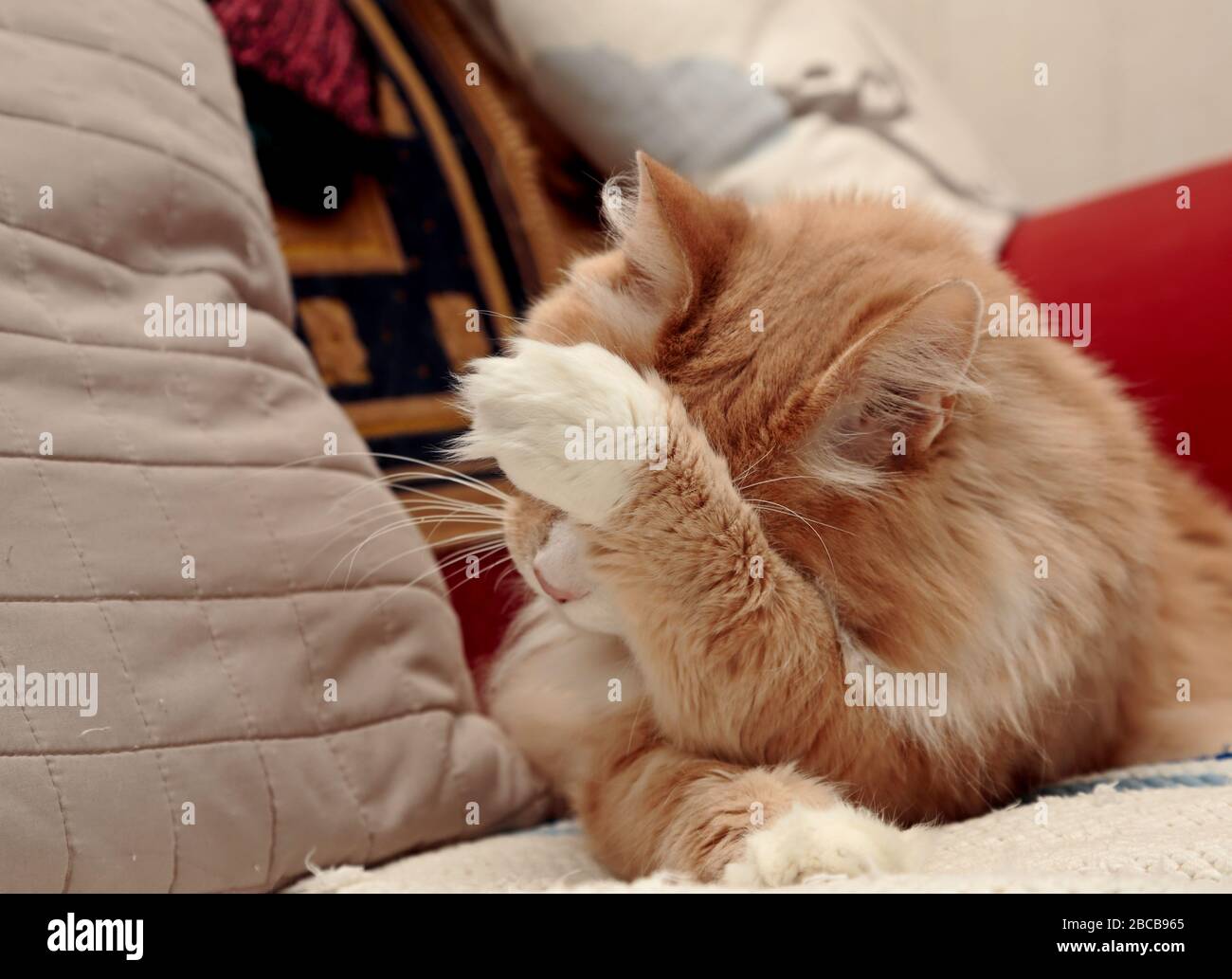 A big and strong norwegian forest cat male washing his paw on a sofa ...
