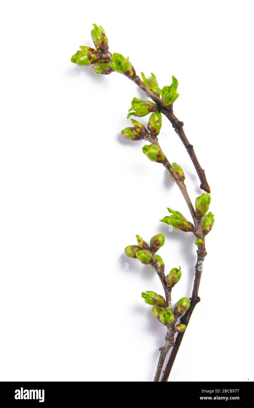 Spring branches Catkins Willow isolated on white background Stock Photo ...