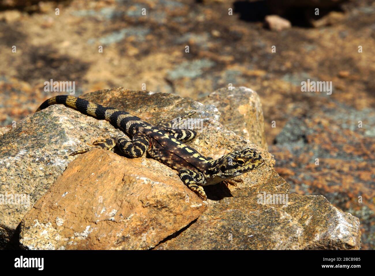 Ctenophorus ornatus, the Ornate Crevice-Dragon, a lizard sitting on ...