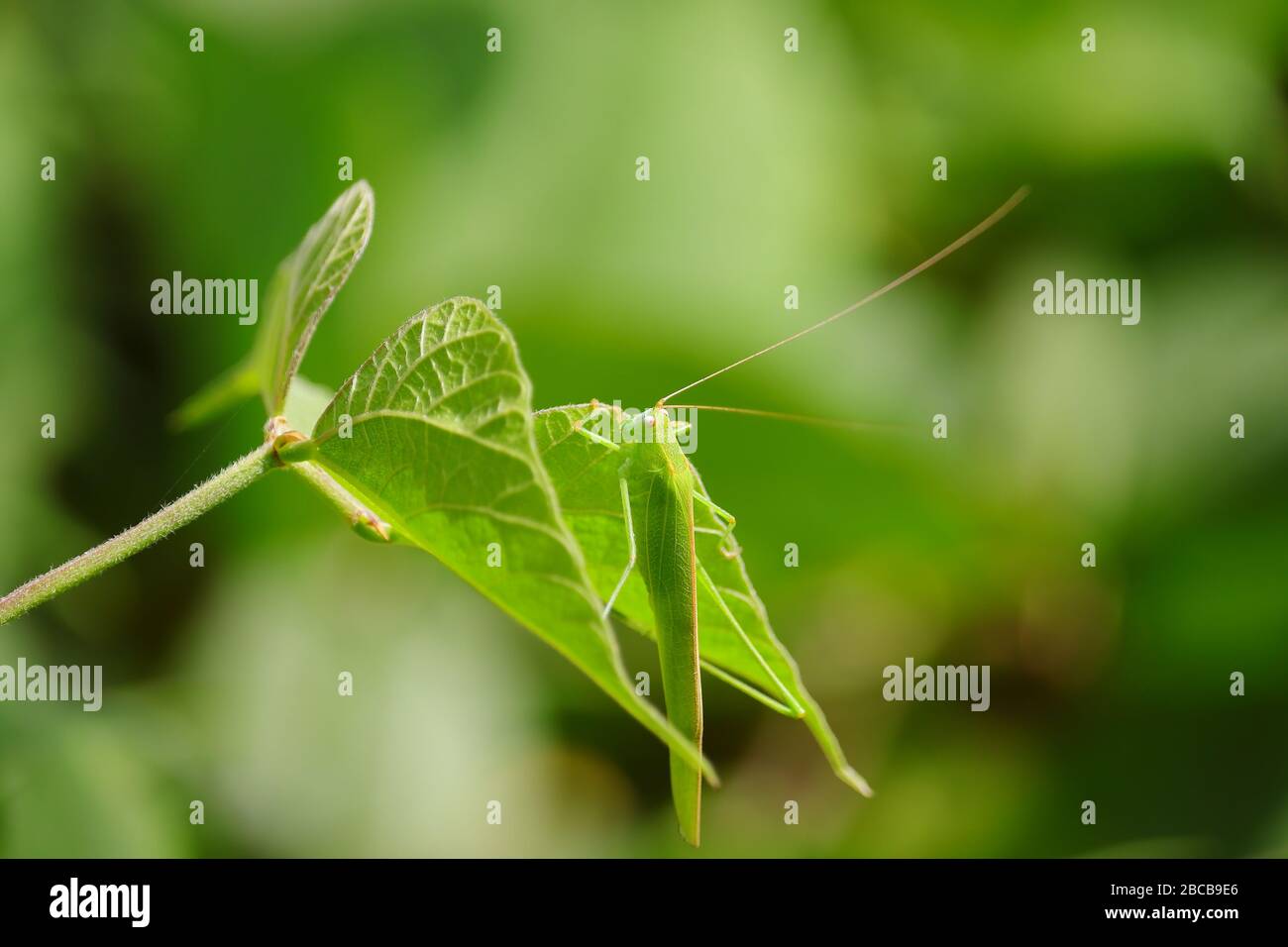 micro shot of green grasshopper sitting on leaf of beans in agriculture ...