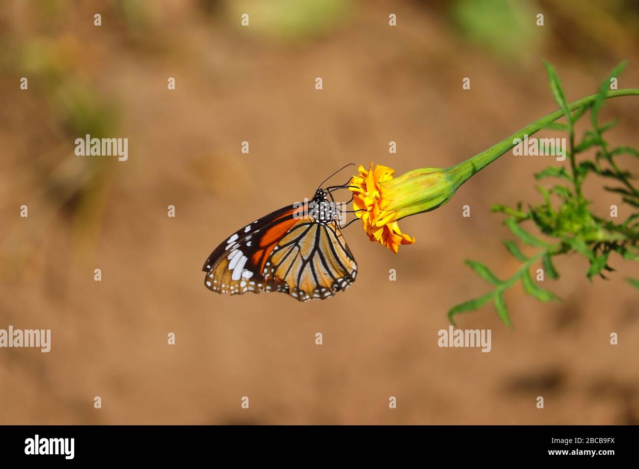 A monarch butterfly feeding juice of yellow marigold flower against ...