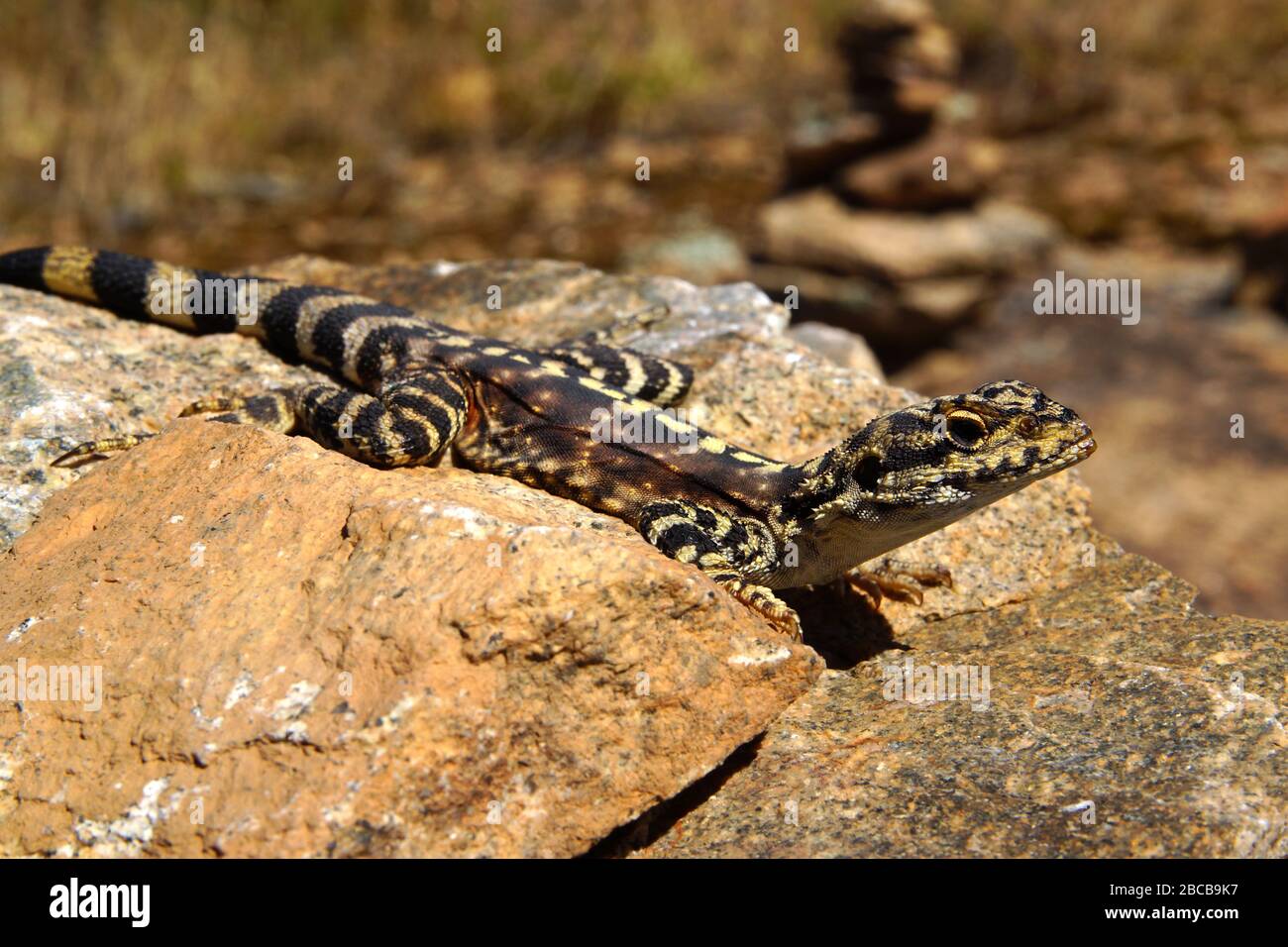 Ctenophorus ornatus, the Ornate Crevice-Dragon, a lizard sitting on ...