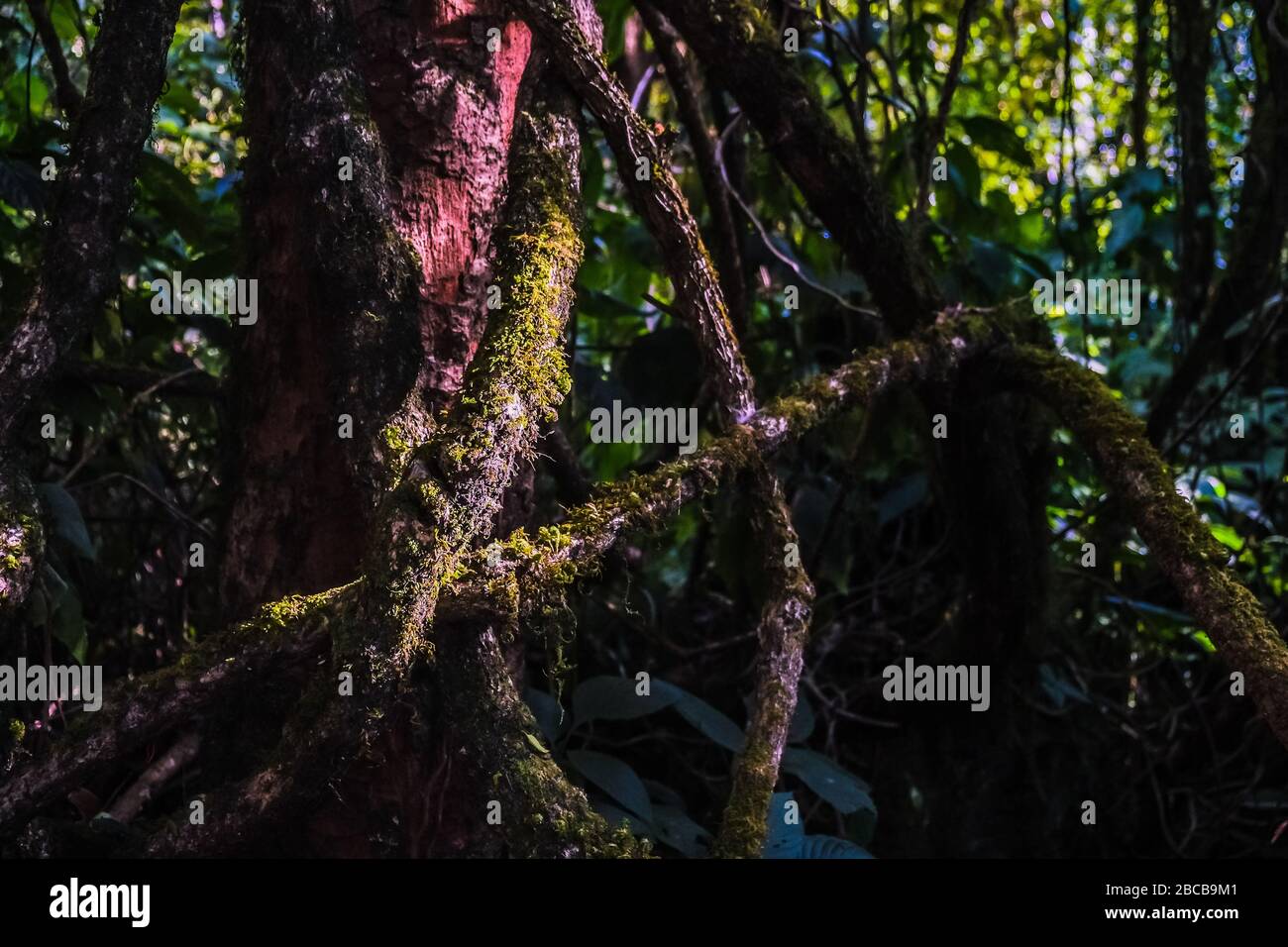 tree with big stalk in the nature forest Stock Photo - Alamy
