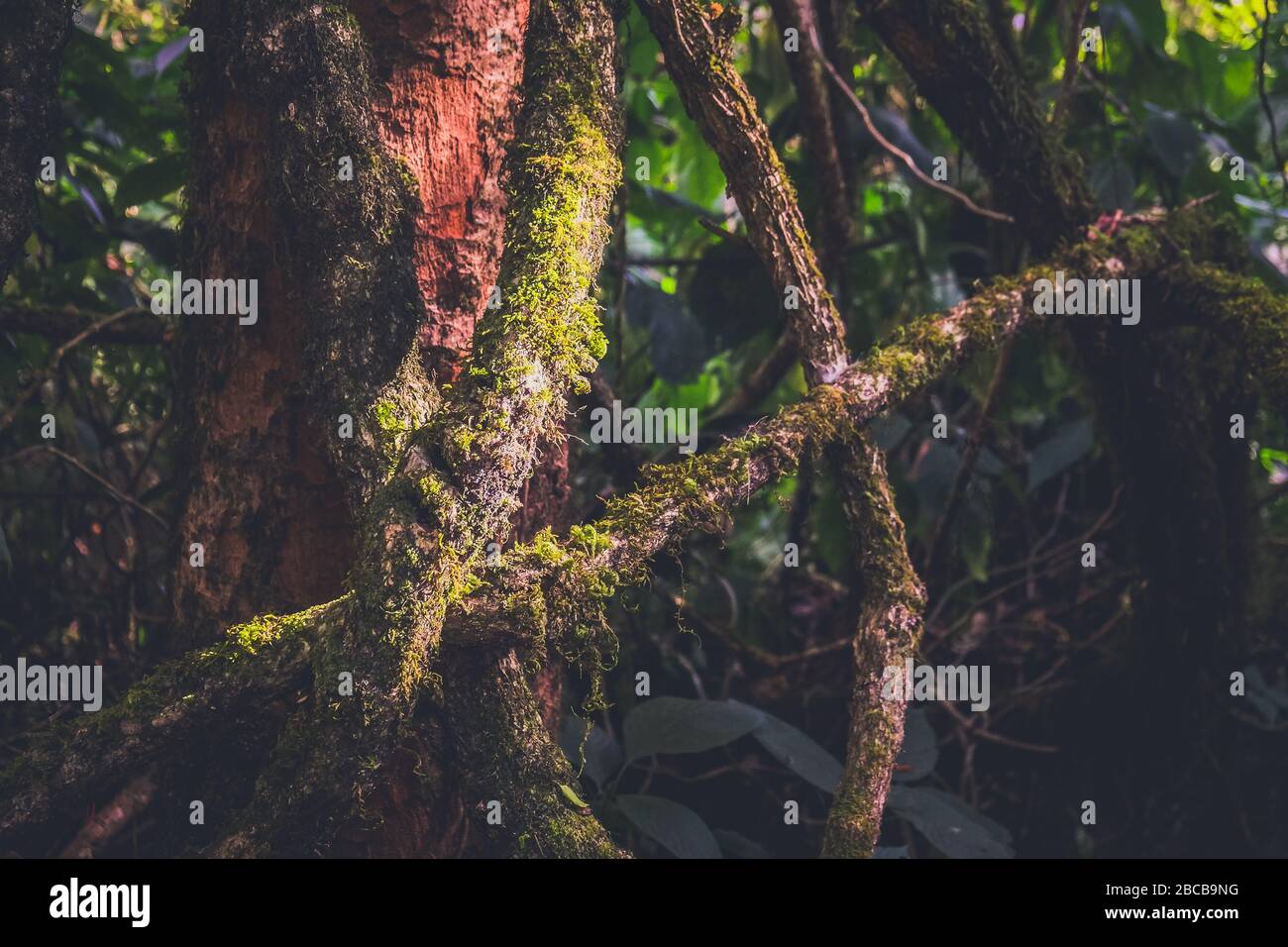 Big stalk hi-res stock photography and images - Alamy